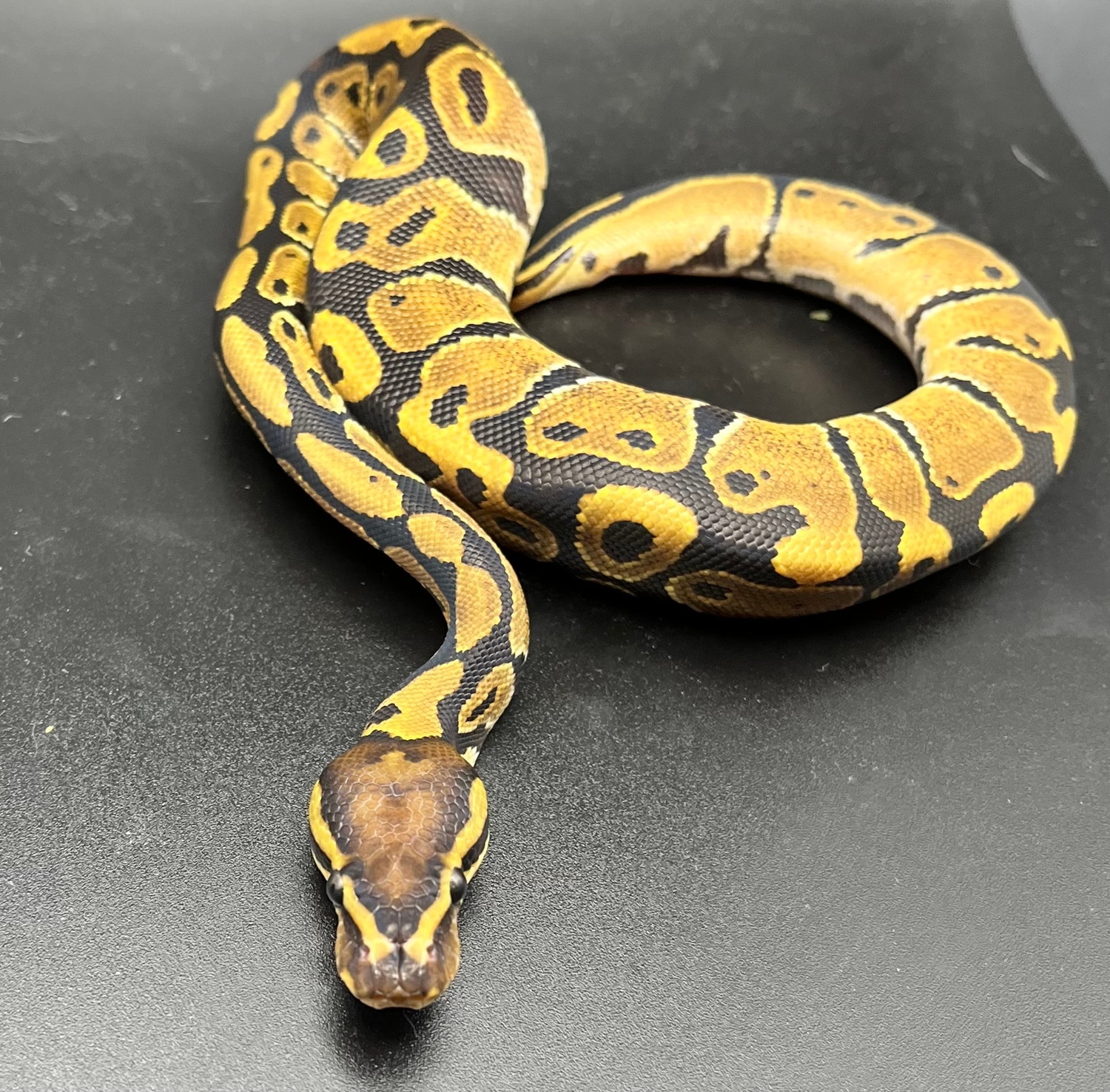 Vanilla Ball Python by Knowmad Exotics - MorphMarket