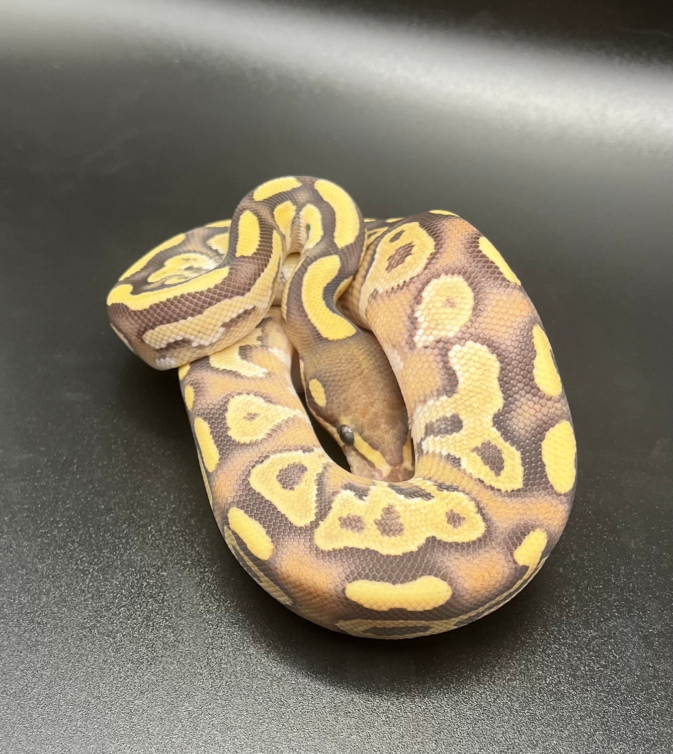 Vanilla Mojave Ball Python by Knowmad Exotics - MorphMarket