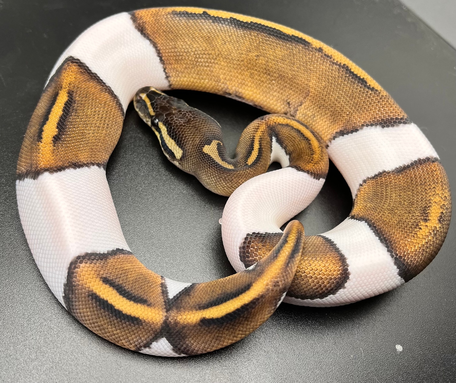 Black Pastel Pied Ball Python by Knowmad Exotics - MorphMarket