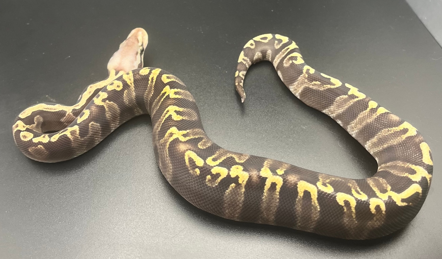 Super Ghi Pastel Chocolate Ball Python by Knowmad Exotics - MorphMarket