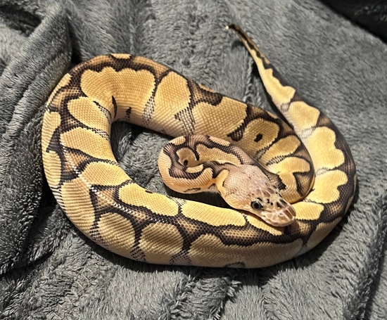 Pastel Blade Clown Ball Python by Knowmad Exotics