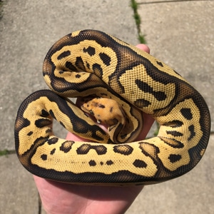 DL Python - MorphMarket