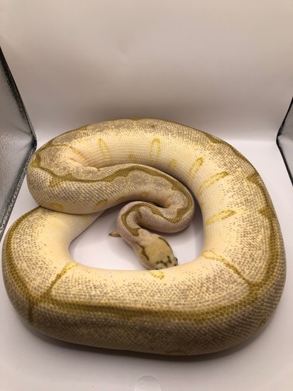 Lesser Spider Clown Ball Python by DL Python