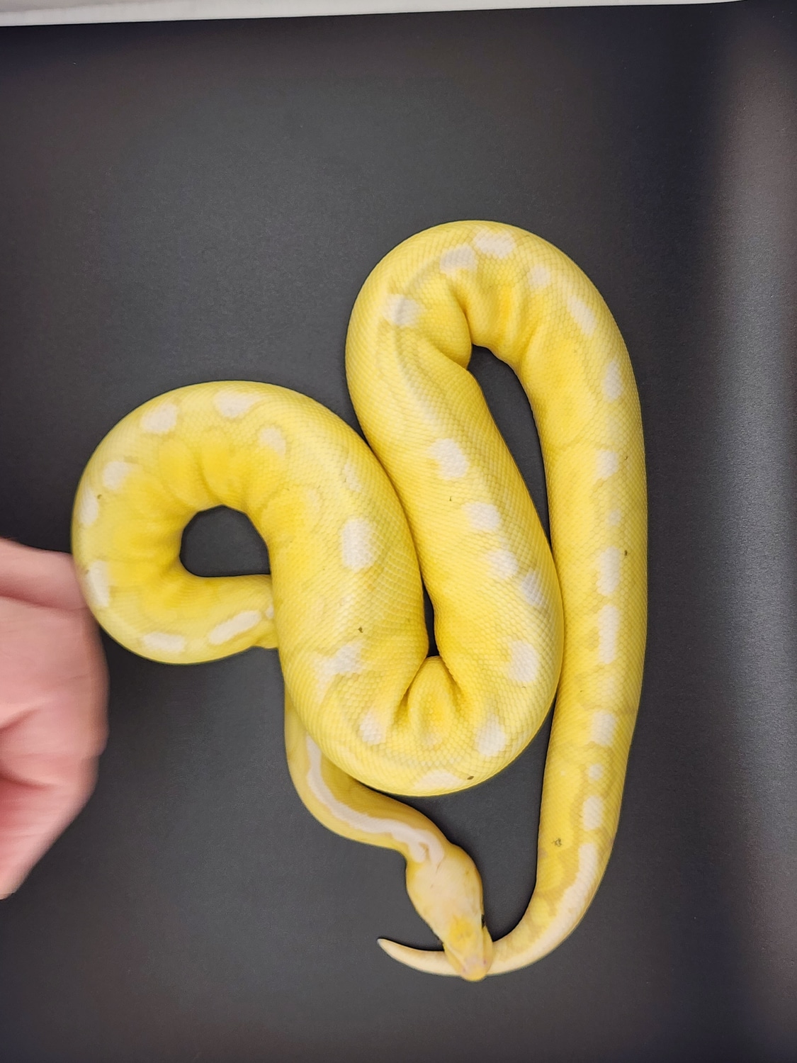 Banana Black Pewter Woma Poss. Spotnose Ball Python by D.T.'s Balls ...