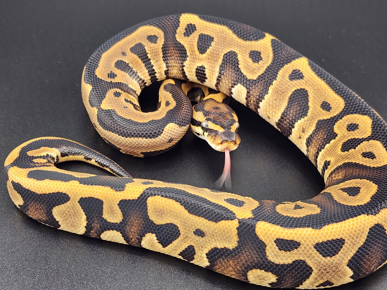 Leopard Het Clown Ball Python by D.T.'s Balls&Boas - MorphMarket