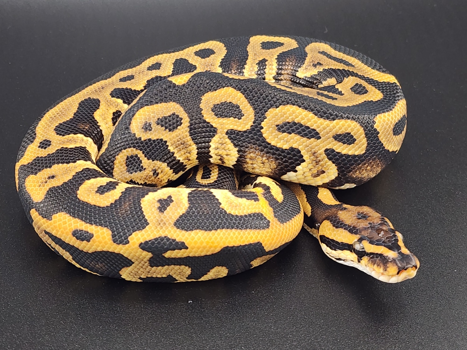 Leopard Het Clown Ball Python by D.T.'s Balls&Boas - MorphMarket