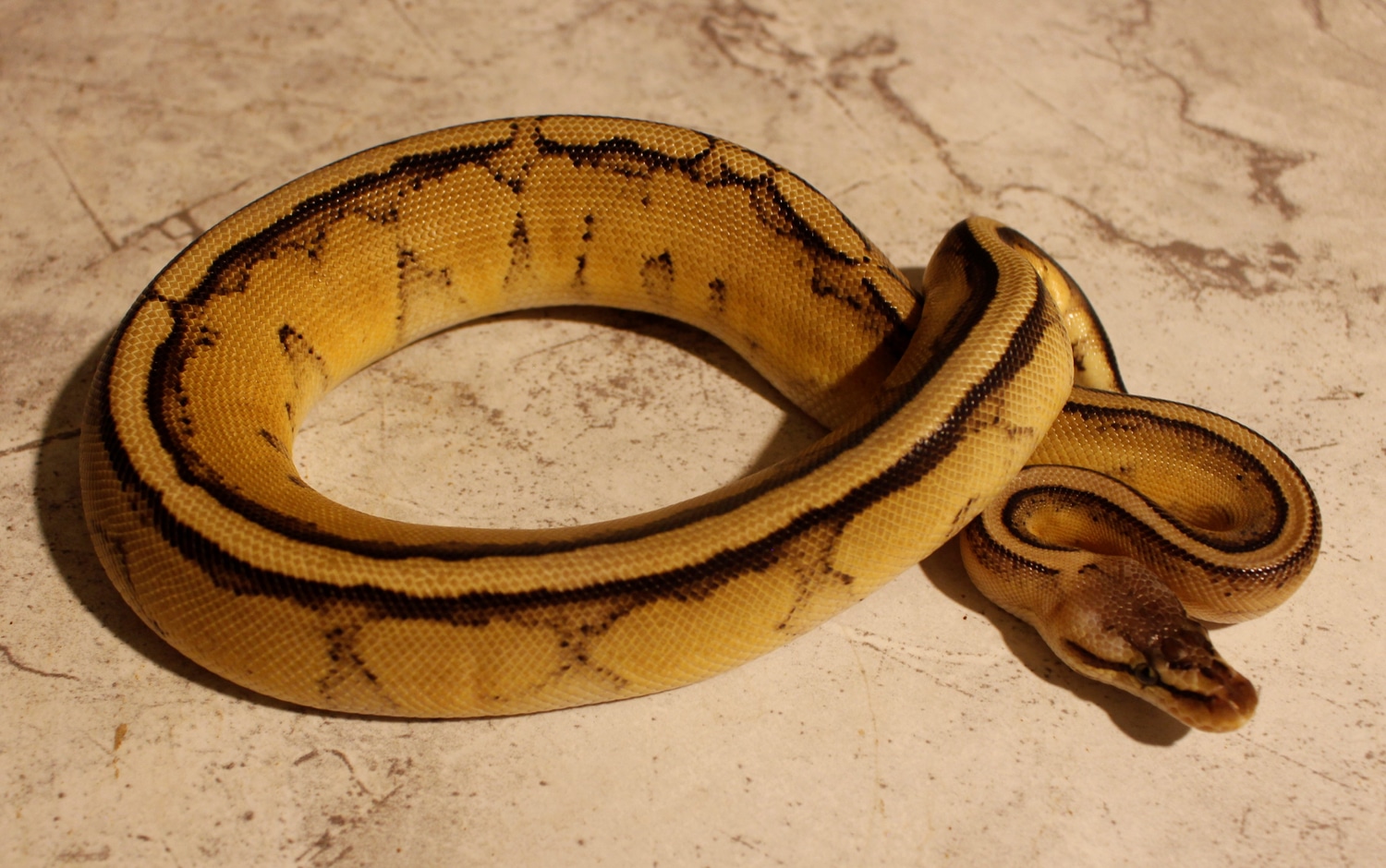 Pastel G-Stripe Ball Python by Iowa Family Exotics & Rescue - MorphMarket