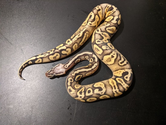 Super Pastel Yb Ball Python by Iowa Family Exotics & Rescue
