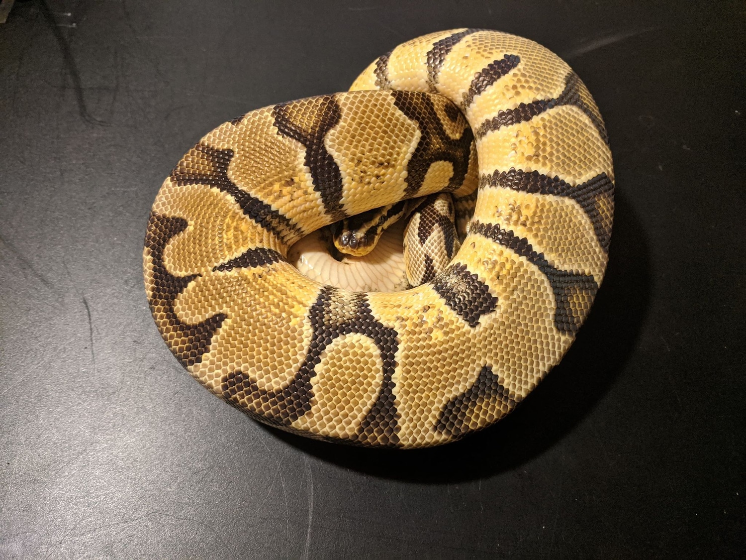 Lemon Pastel Ball Python by Iowa Family Exotics & Rescue - MorphMarket
