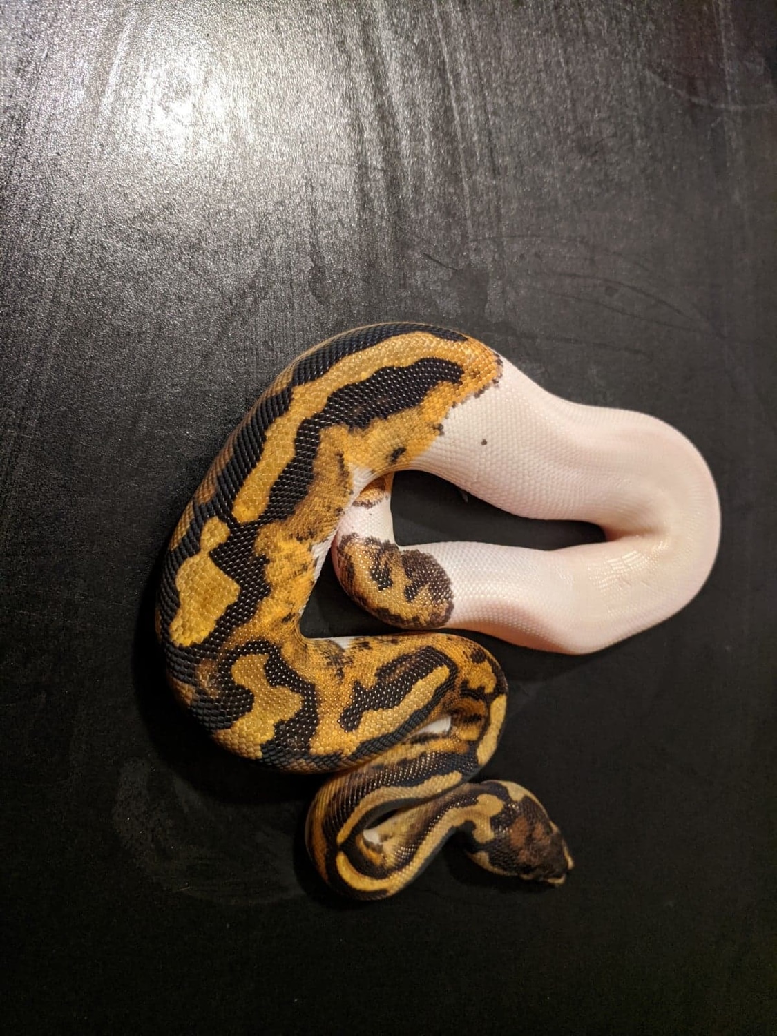 Pied Ball Python by Iowa Family Exotics & Rescue - MorphMarket