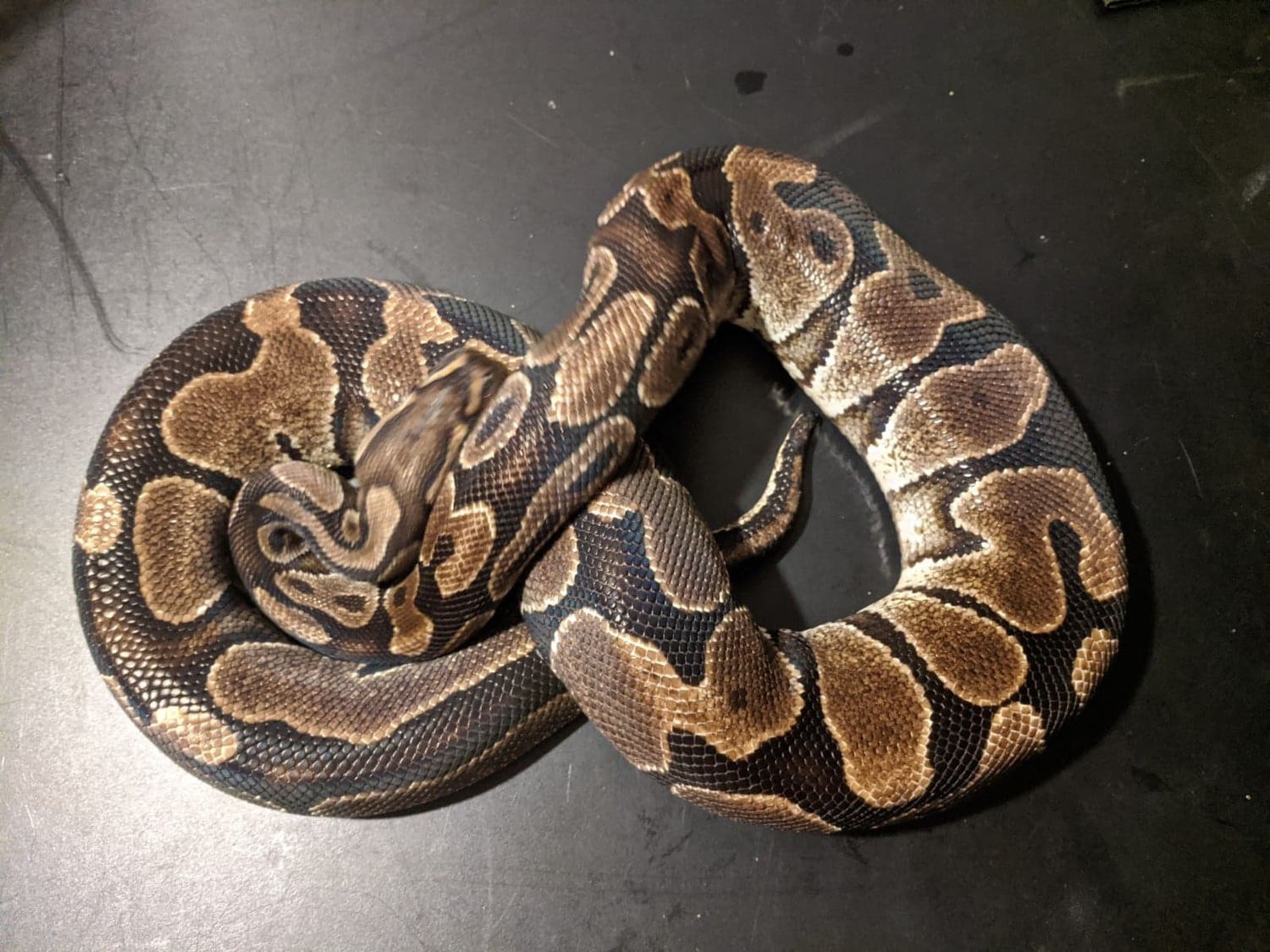 Normal Proven Breeder Ball Python by Iowa Family Exotics & Rescue ...
