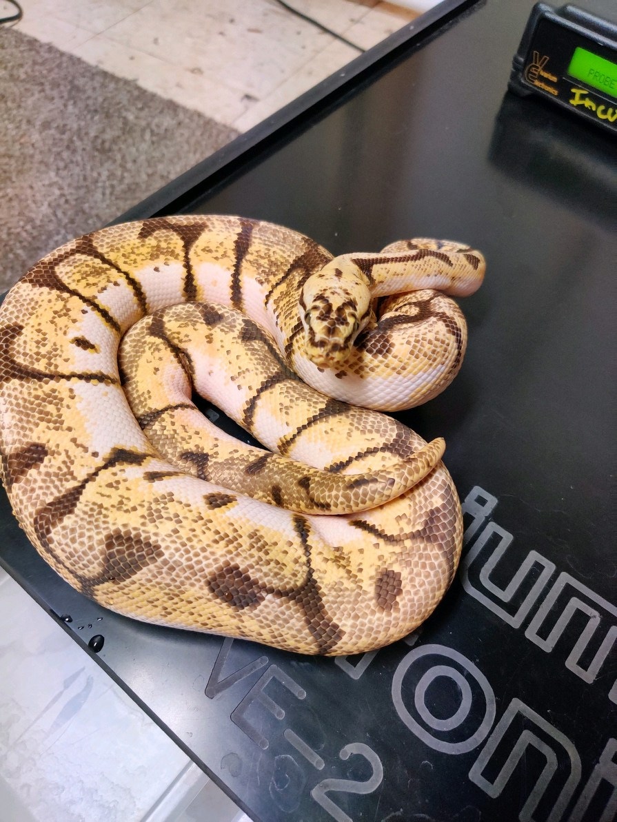 BumbleBee Ball Python by Iowa Family Exotics & Rescue - MorphMarket