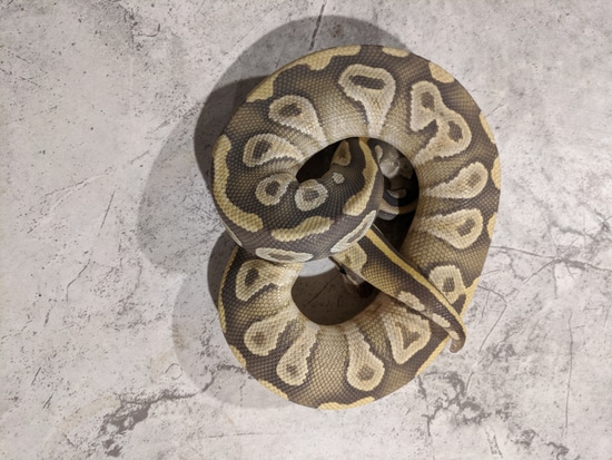 Mojave Ghost Ball Python by Iowa Family Exotics & Rescue