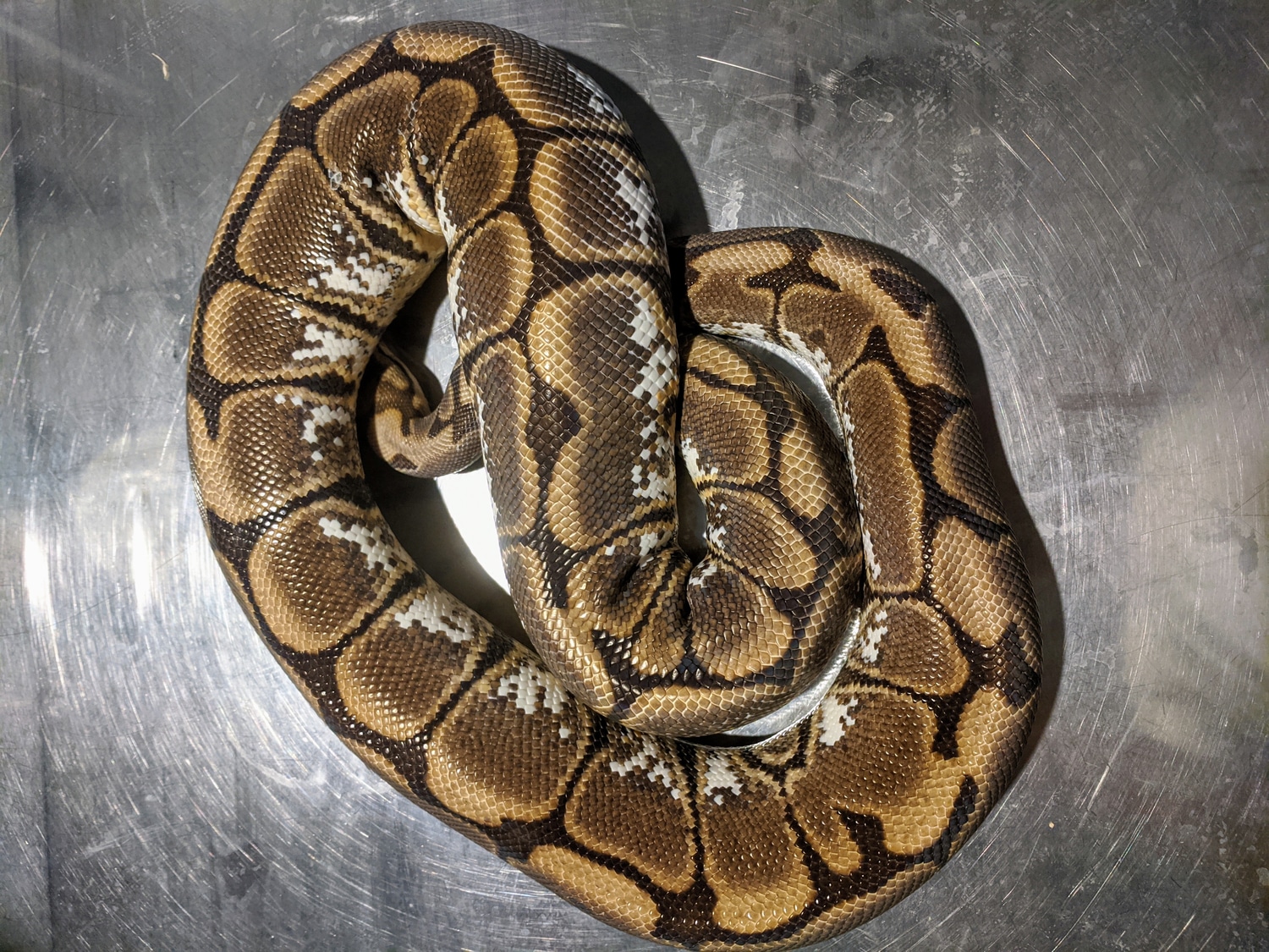 BLACK FRIDAY 10% OFF FREE SHIPPING OVER $750 Black Pastel Spider NO ...