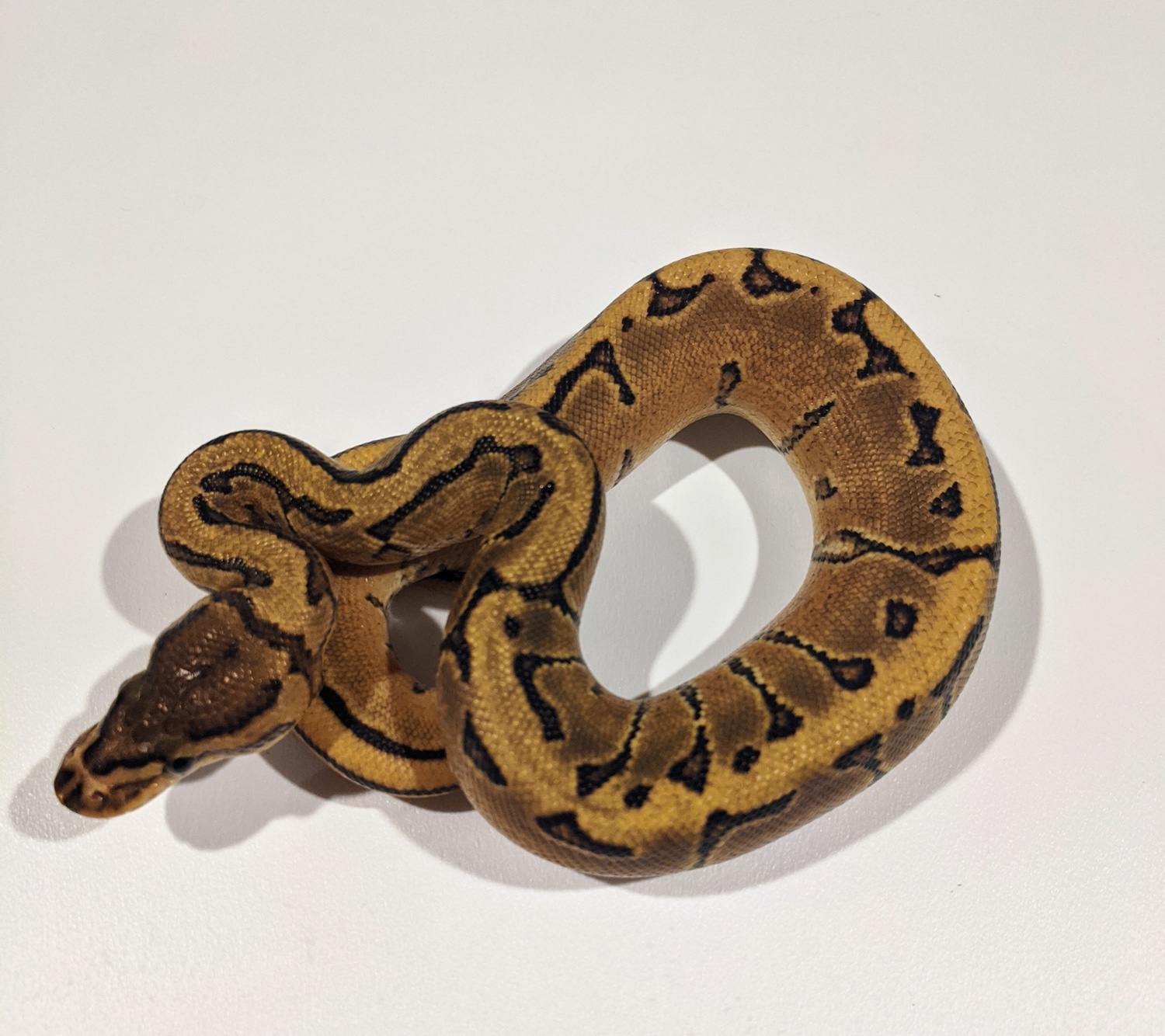 Enchi Yb Pin Ball Python by Iowa Family Exotics & Rescue - MorphMarket