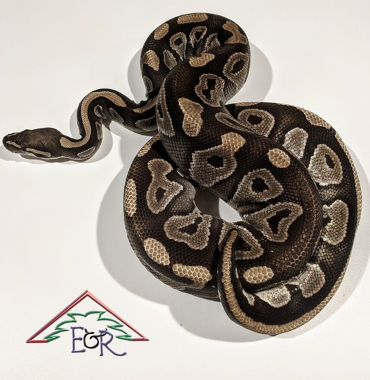 Mojave Ball Python by Iowa Family Exotics & Rescue