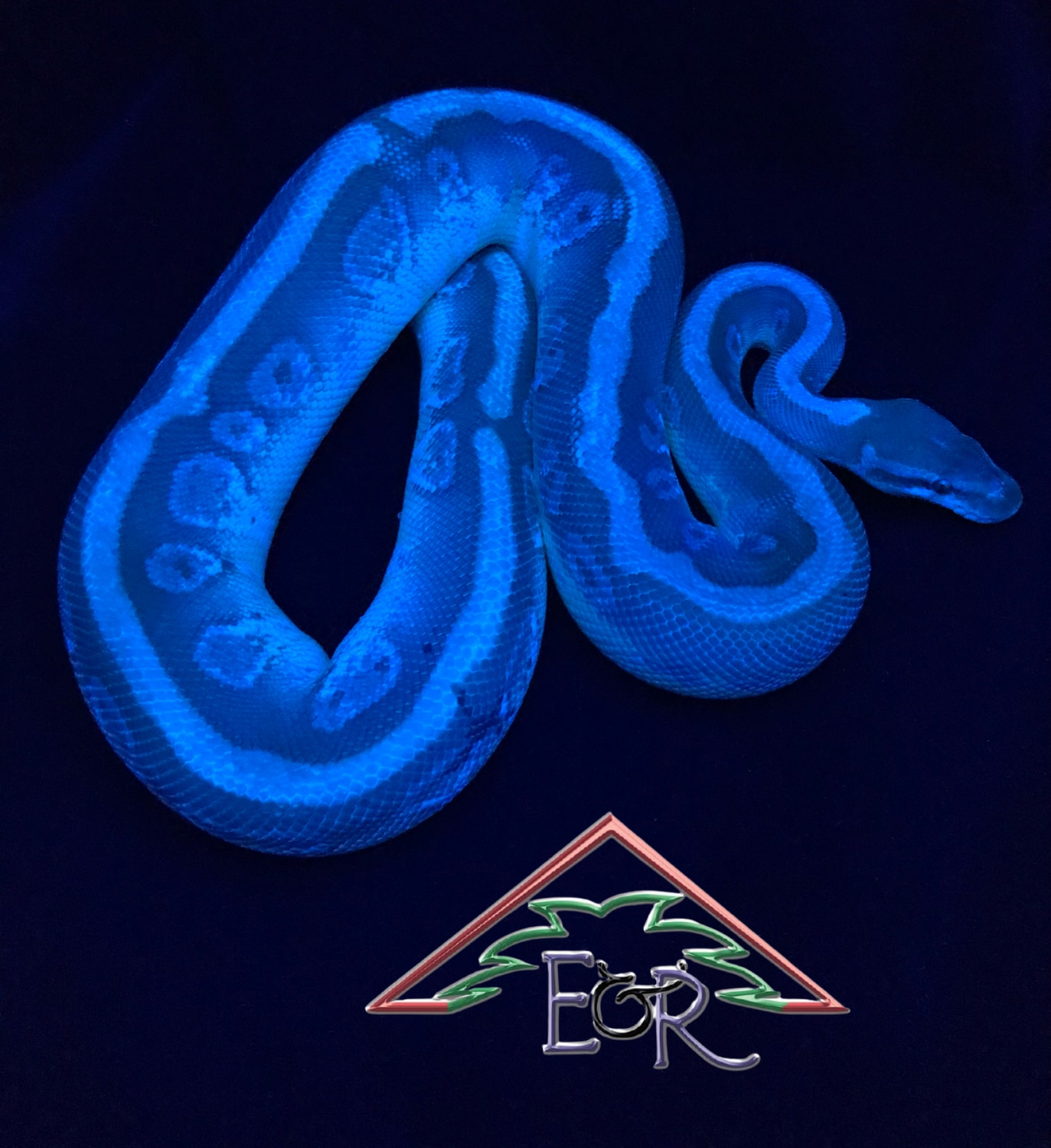 Granite Soul Sucker Paradox Ball Python by Iowa Family Exotics & Rescue ...