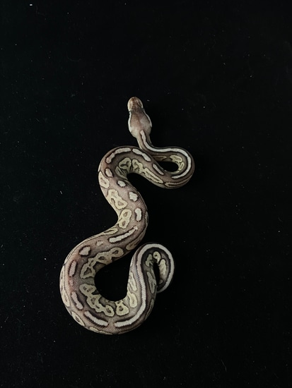 Pewter Poss Yb Ball Python by Iowa Family Exotics & Rescue