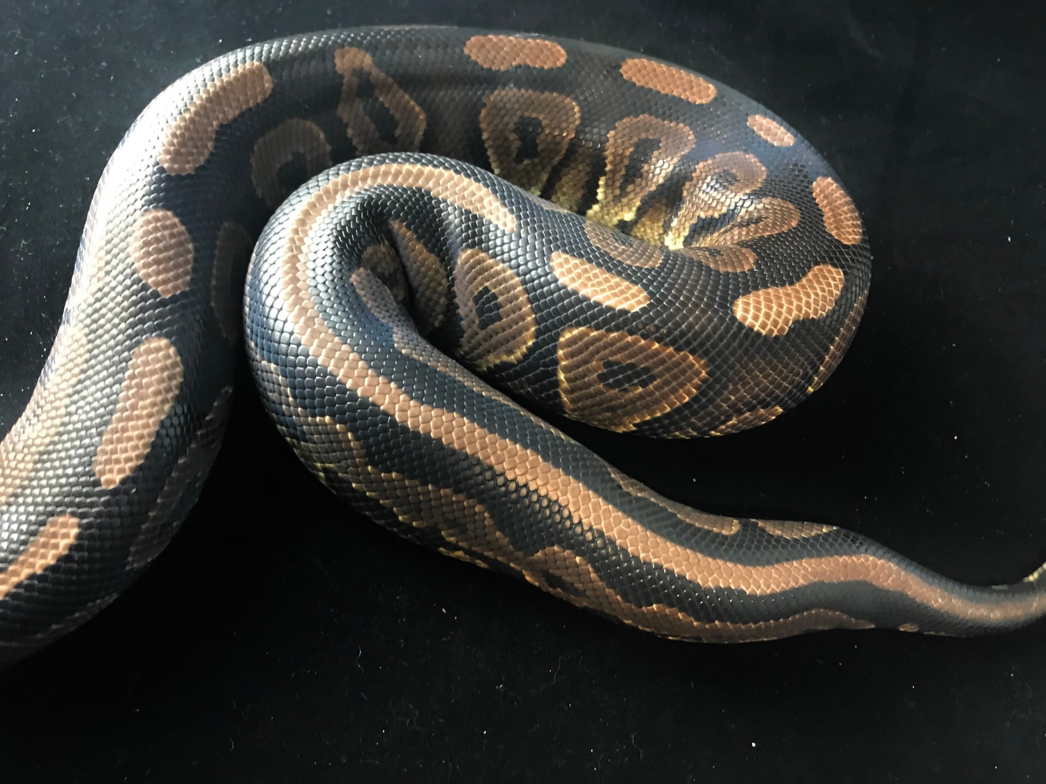 POST TINLEY SALE Cinnamon Ringer Ball Python by Iowa Family Exotics ...