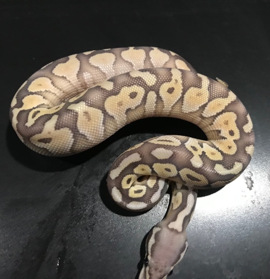 Pastel Butter Ghost Ball Python by Iowa Family Exotics & Rescue