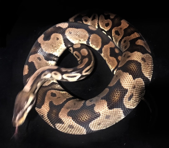 Proven Pastel Ball Python by Iowa Family Exotics & Rescue