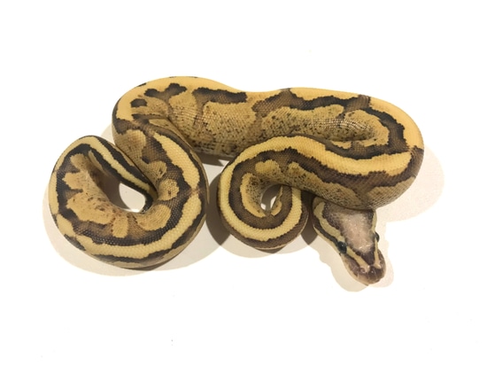 Vanilla Cream Ball Python by Iowa Family Exotics & Rescue