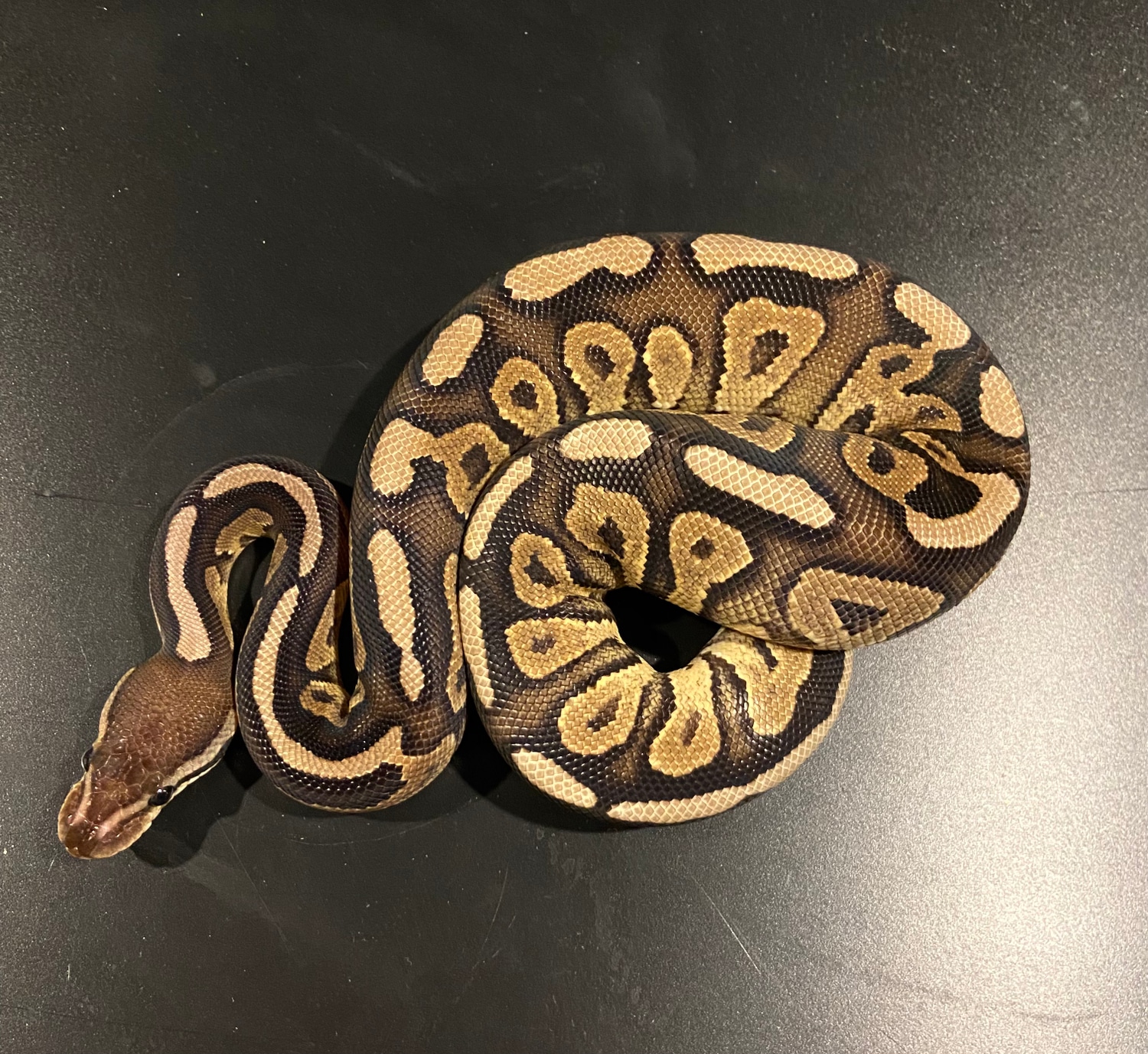 Cinnamon Yb Ball Python by Iowa Family Exotics & Rescue - MorphMarket