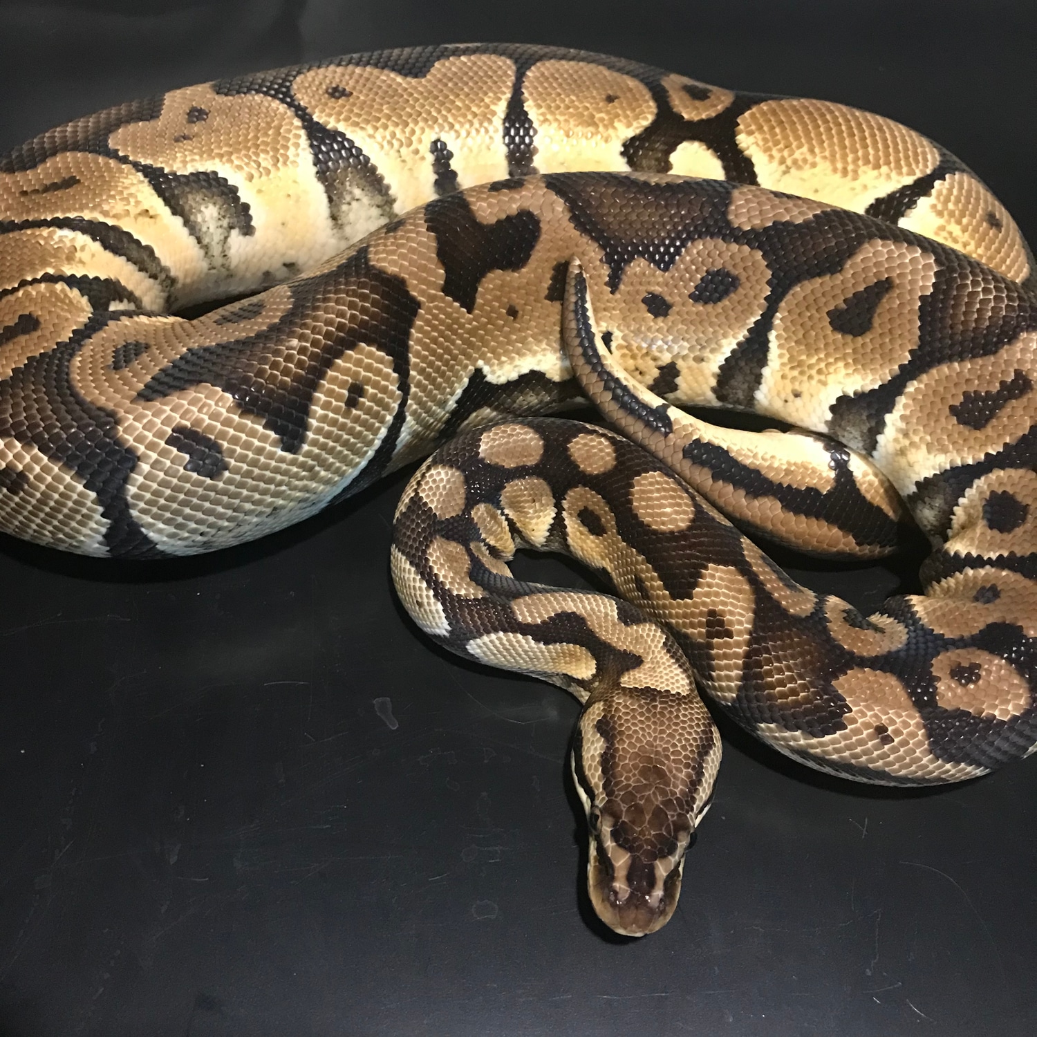 Pastel Female *Proven Ball Python by Iowa Family Exotics & Rescue ...