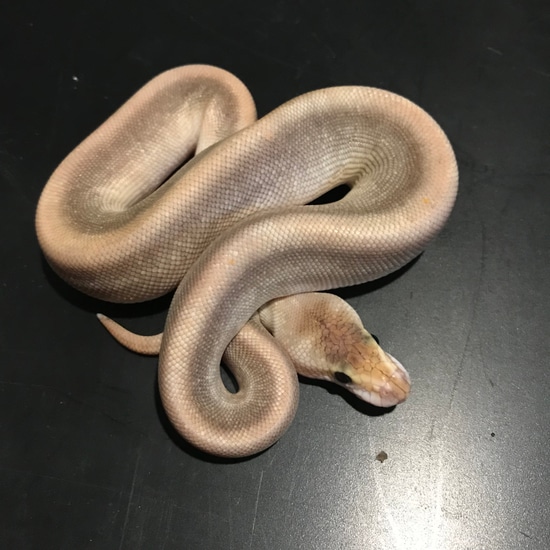 Champagne Savannah Ball Python by Iowa Family Exotics & Rescue