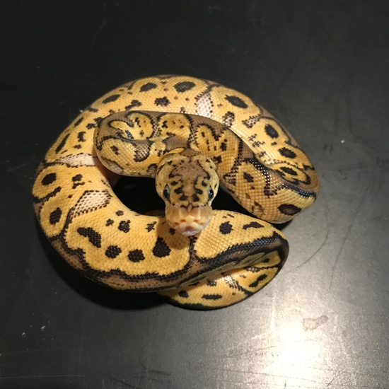 *OVERSTOCK SALE* Pastel Clown Ball Python by Iowa Family Exotics & Rescue
