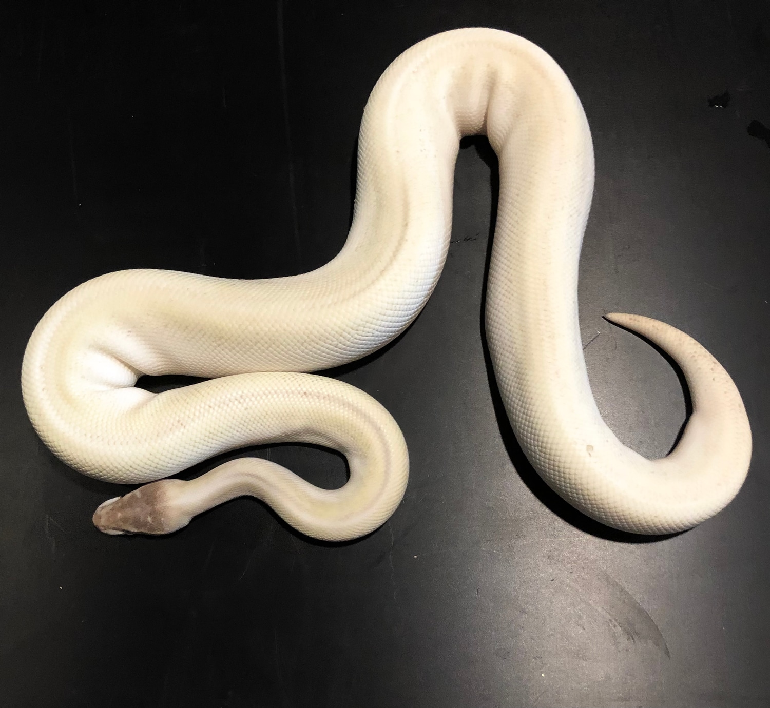 Super Mojave Ball Python by Iowa Family Exotics & Rescue - MorphMarket