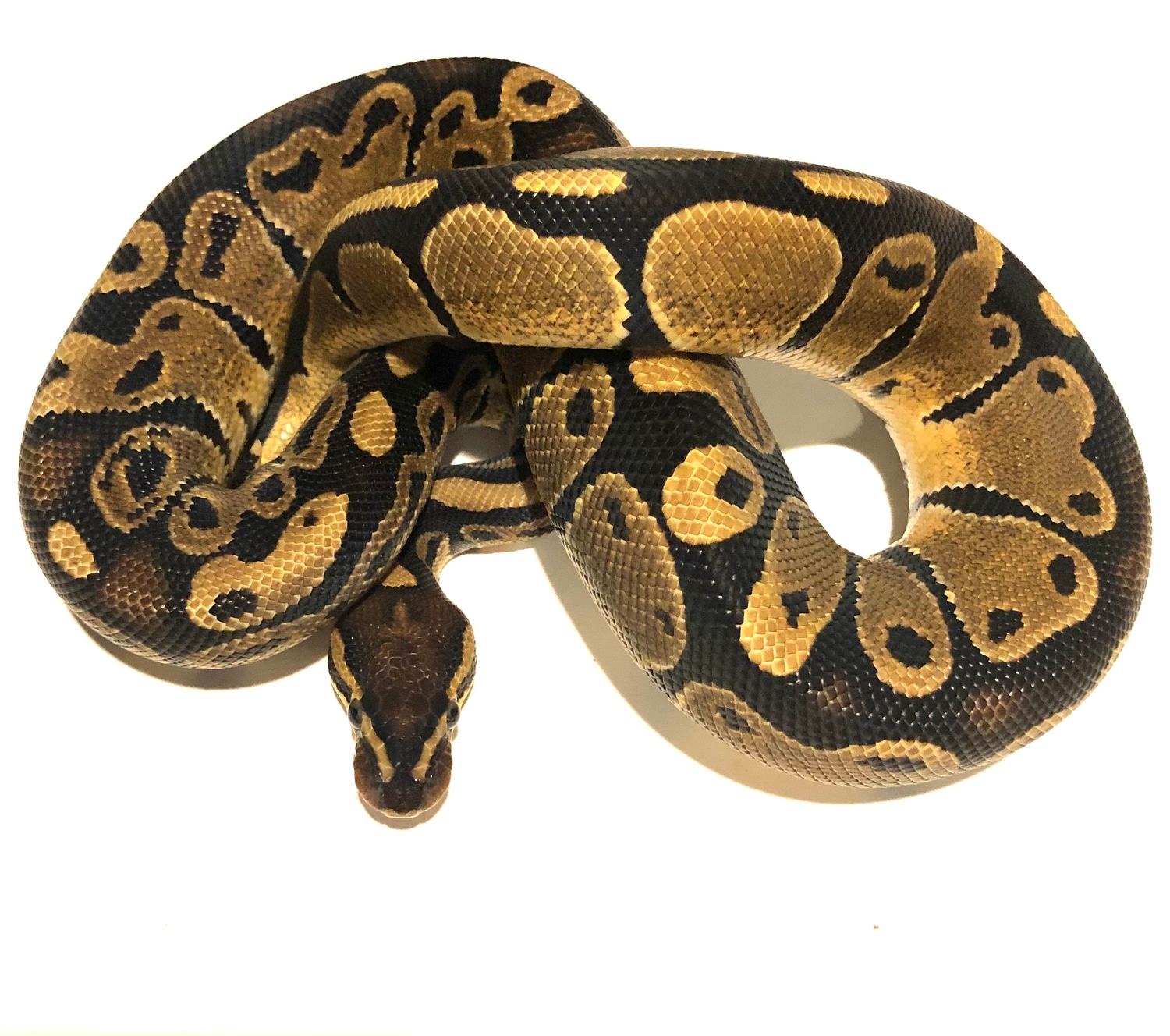 100% Het Sunset Ball Python by Iowa Family Exotics & Rescue - MorphMarket
