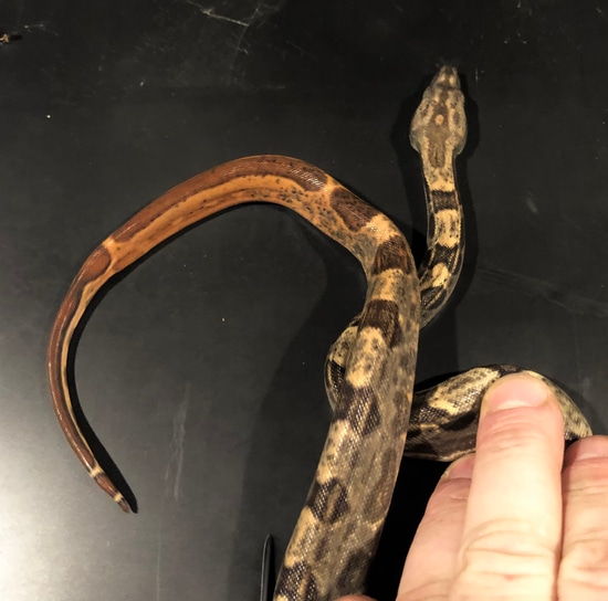 Hypo Motley 66% Het Moonglow Boa Constrictor by Iowa Family Exotics ...