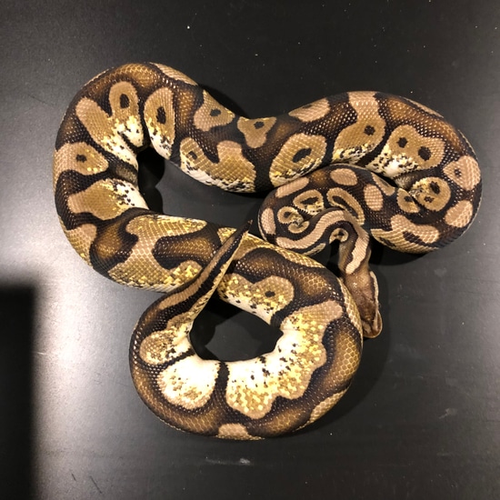 Proven Pastel Calico Female Ball Python by Iowa Family Exotics & Rescue