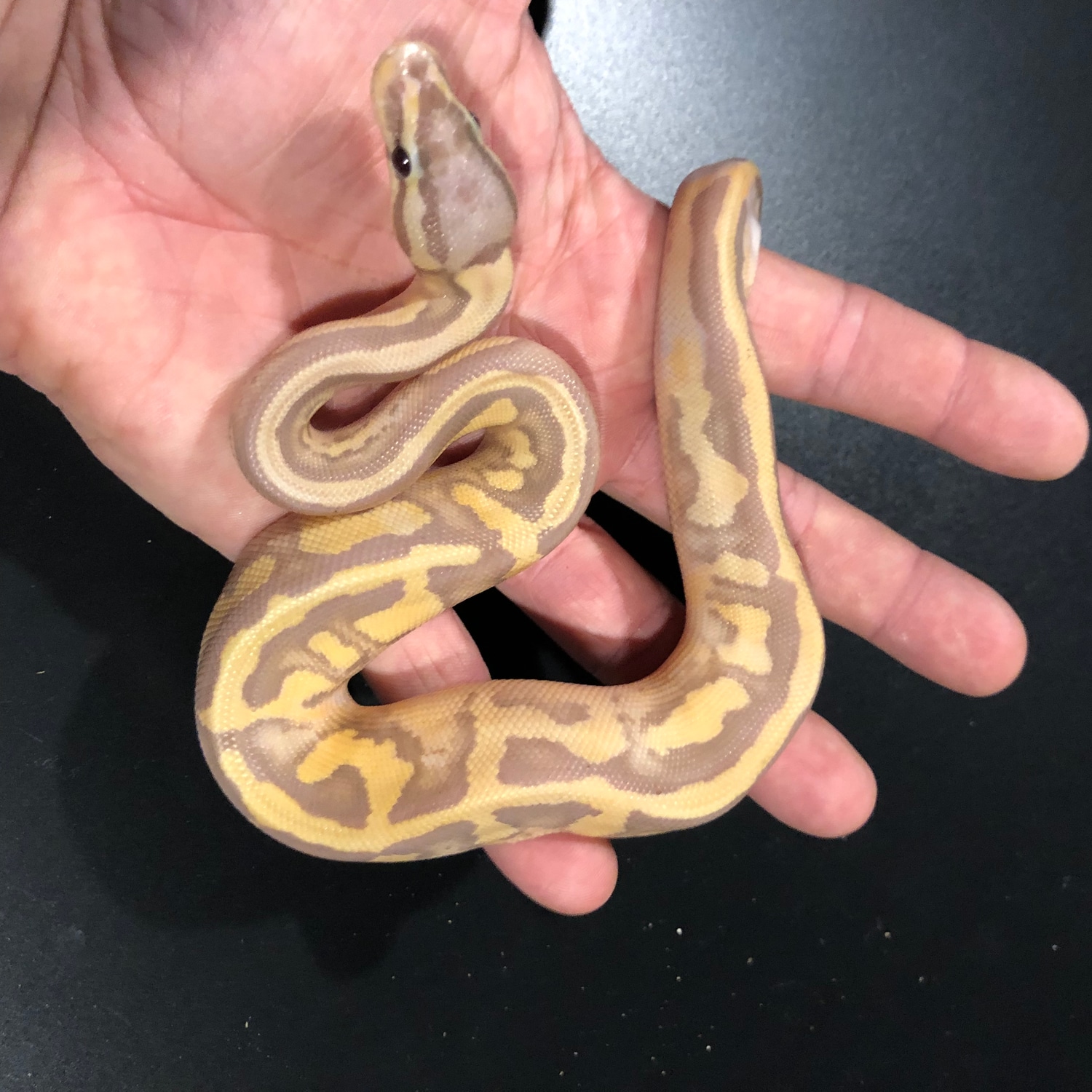 Low White Pastel Banana Piebald Ball Python by Iowa Family Exotics ...