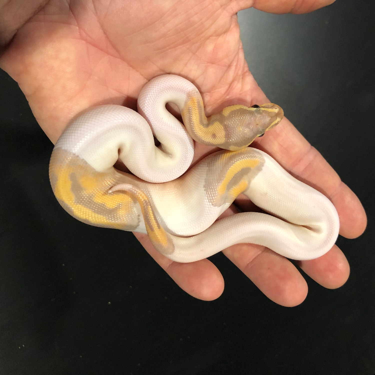 Banana Piebald Ball Python by Iowa Family Exotics & Rescue - MorphMarket