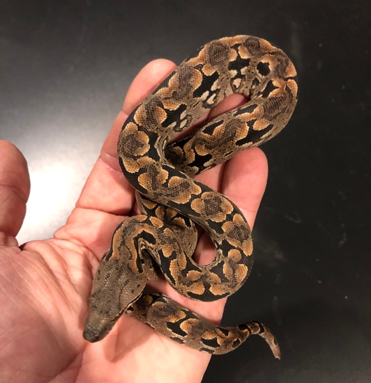 Dumerils Boa Female Dumeril's Boa by Iowa Family Exotics & Rescue