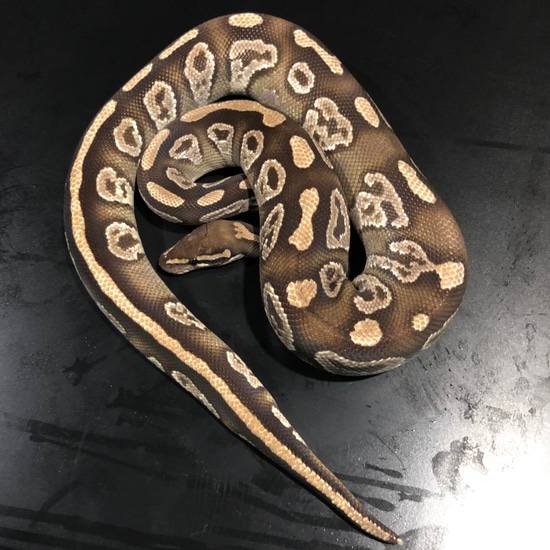 *WINTER CLEARANCE* Shredder Mojave Ball Python by Iowa Family Exotics & Rescue