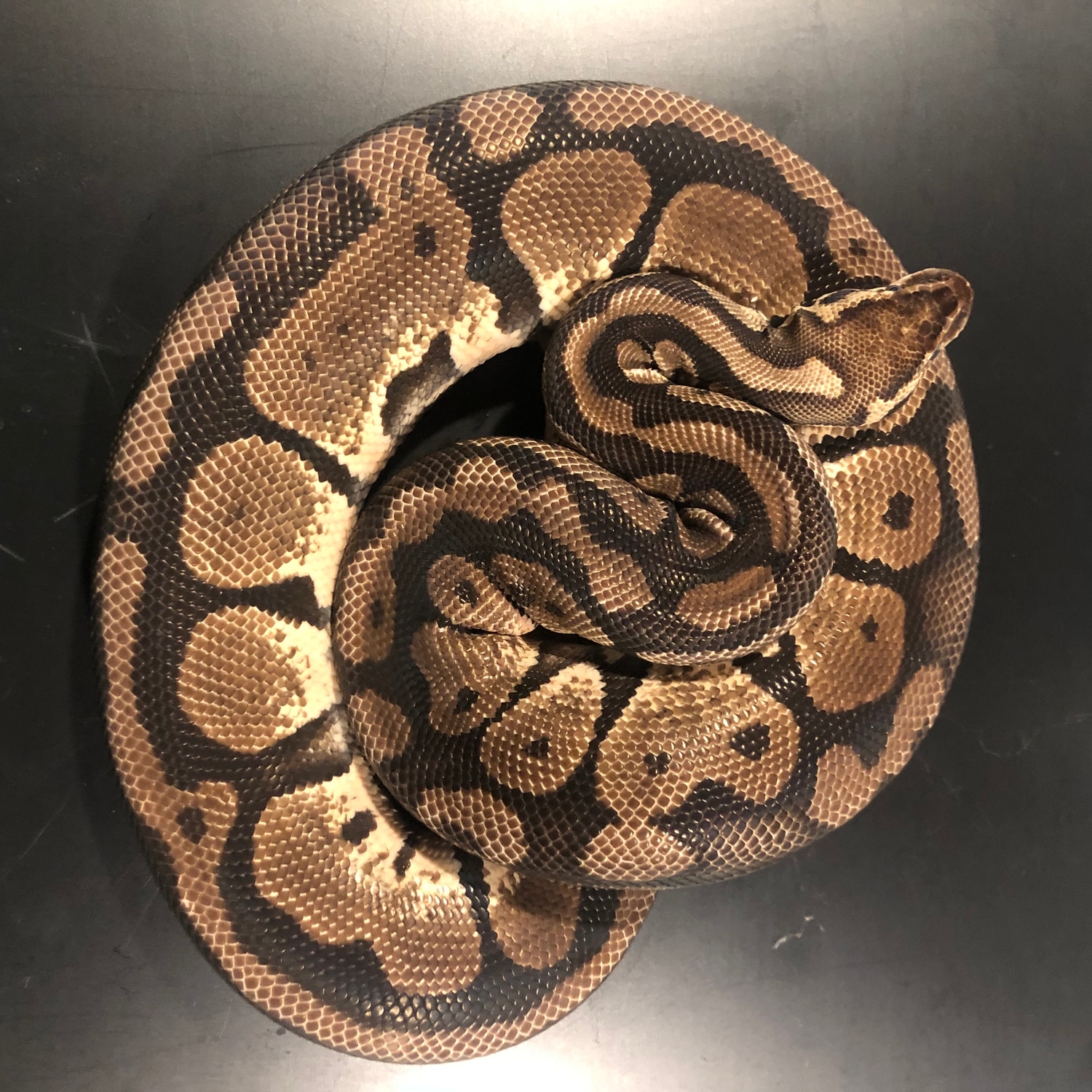 Huge Pastel Proven Female Ball Python by Iowa Family Exotics & Rescue ...