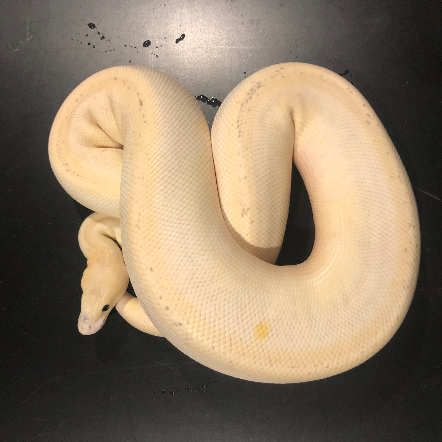 *WINTER CLEARANCE* (Possible Super) Pastel Lesser Champagne Ball Python ...