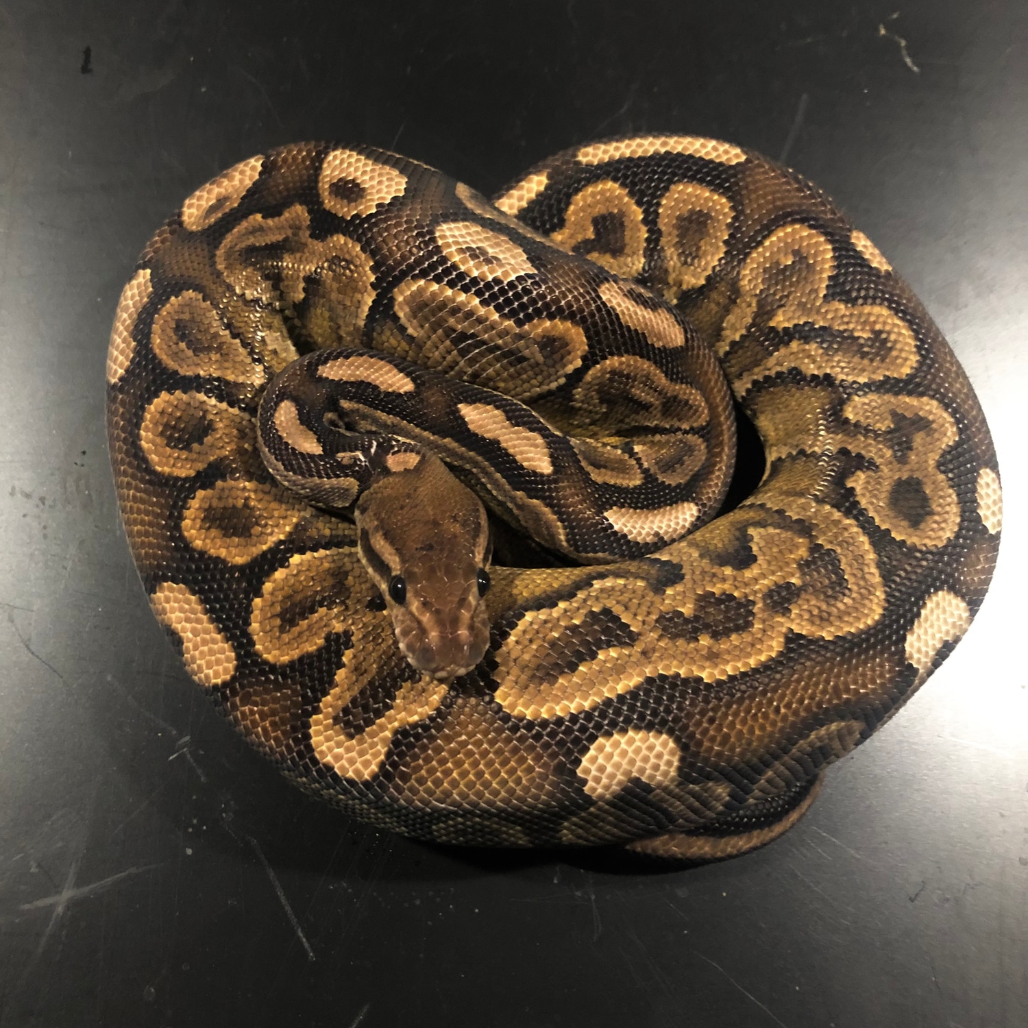 Black Pastel Yellow Belly Ball Python by Iowa Family Exotics & Rescue ...