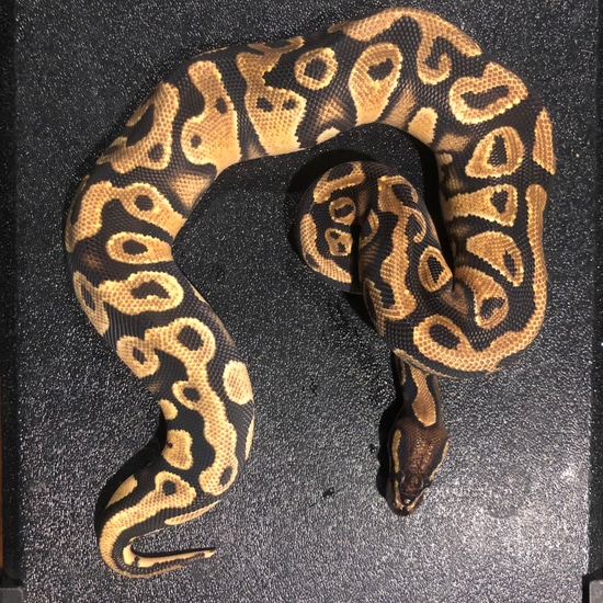 ODYB Ball Python by Iowa Family Exotics & Rescue