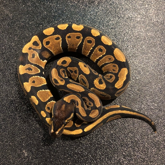 Black Belly Ball Python by Iowa Family Exotics & Rescue