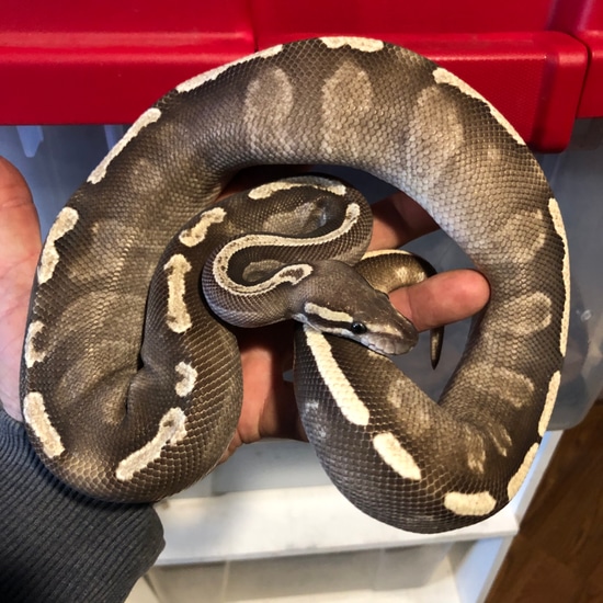 *WINTER CLEARANCE* GHI Mojave Leopard Fire 100% Sunset Ball Python by ...
