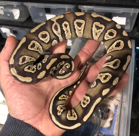 Shredder Mojave Ball Python by Iowa Family Exotics & Rescue