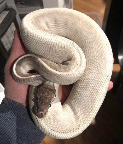 *WINTER CLEARANCE* Mystic Potion Ball Python by Iowa Family Exotics ...