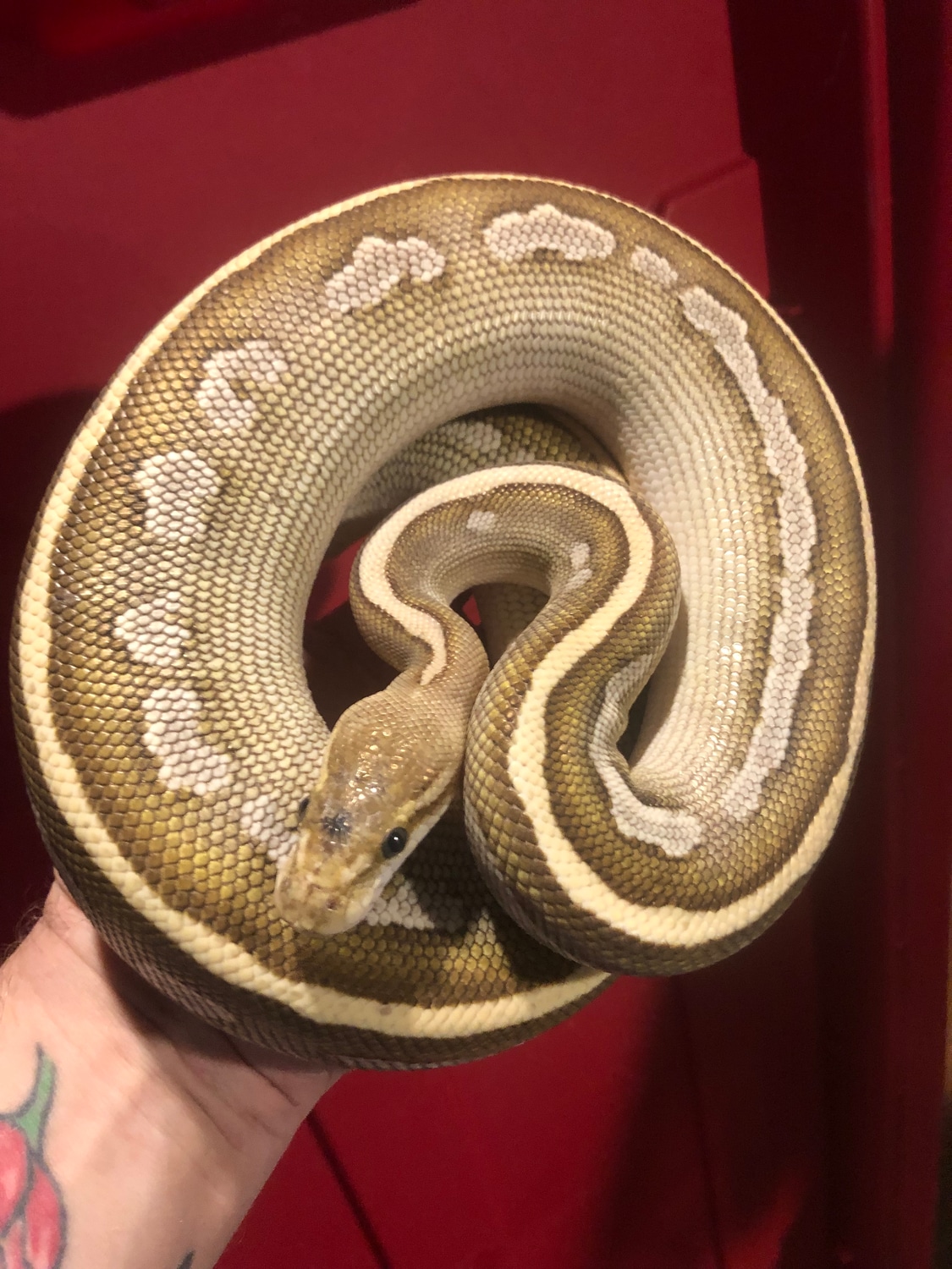 Bongo Mojave Pastel Ball Python by Iowa Family Exotics & Rescue ...
