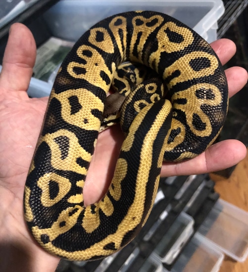 Leopard Yellow Jacket Ball Python by Iowa Family Exotics & Rescue