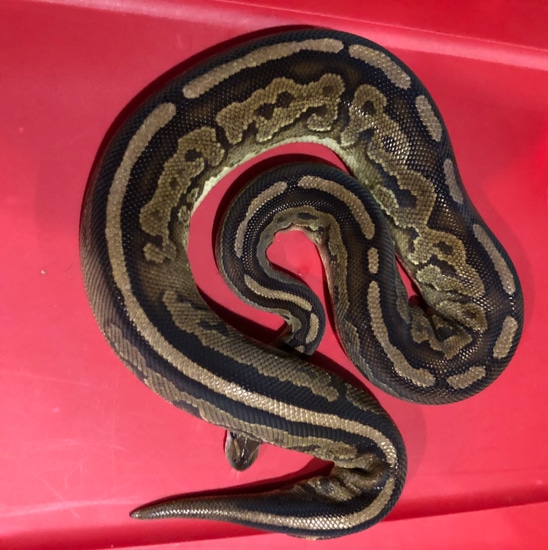 *4th JULY SALE* Black Head Cinnamon RGRG Ball Python by Iowa Family ...