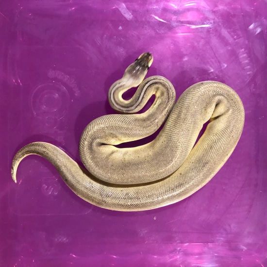 Bongo Pewter Kingpin Ball Python by Iowa Family Exotics & Rescue